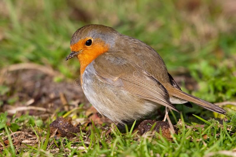 Robin-Vogel stockbild. Bild von wild, draussen, wälder - 16027033