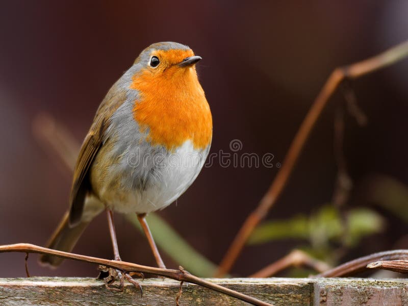 Robin-Vogel stockbild. Bild von nett, sänger, leuchte - 23519311