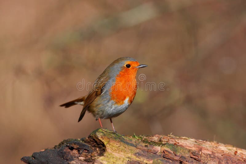 Robin-Vogel stockfoto. Bild von tier, zerbrechlich, fett - 23519304