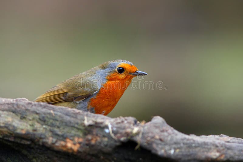Robin-Vogel stockfoto. Bild von tier, zerbrechlich, fett - 23519304