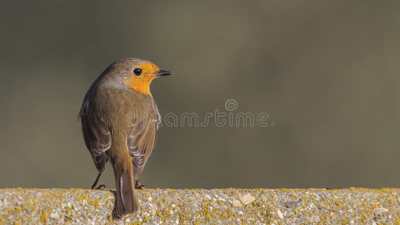 Robin on Wall stock image. Image of plumage, perching - 166488277