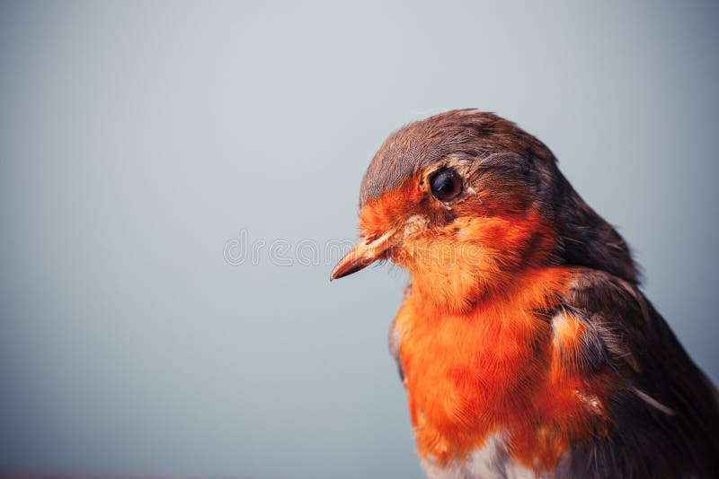 Robin watching stock image. Image of macro, black, animals - 37851489