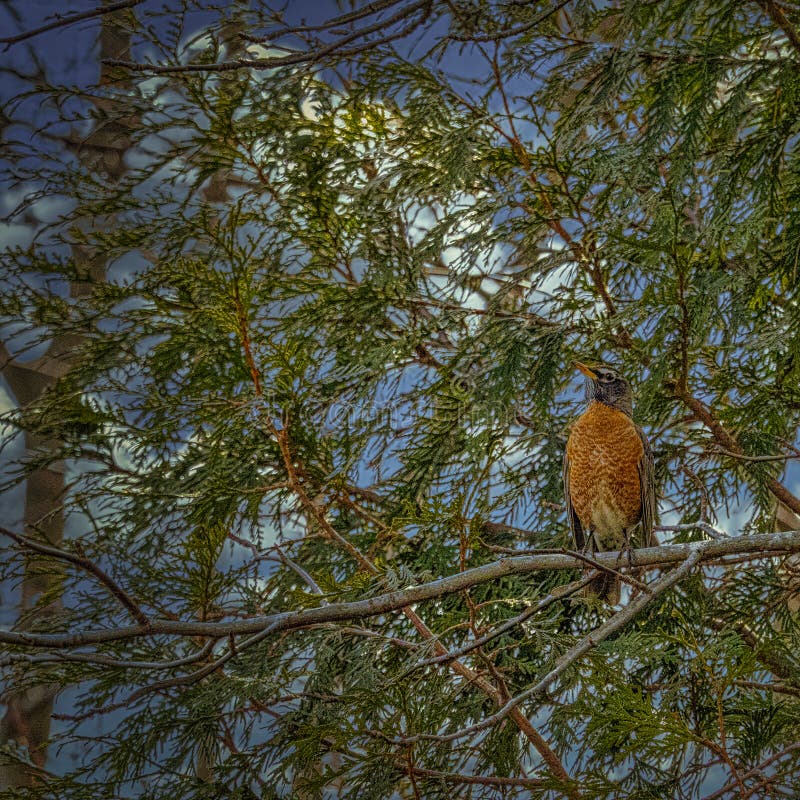 Spring Robin stock photo. Image of migration, bird, migratory - 4702298