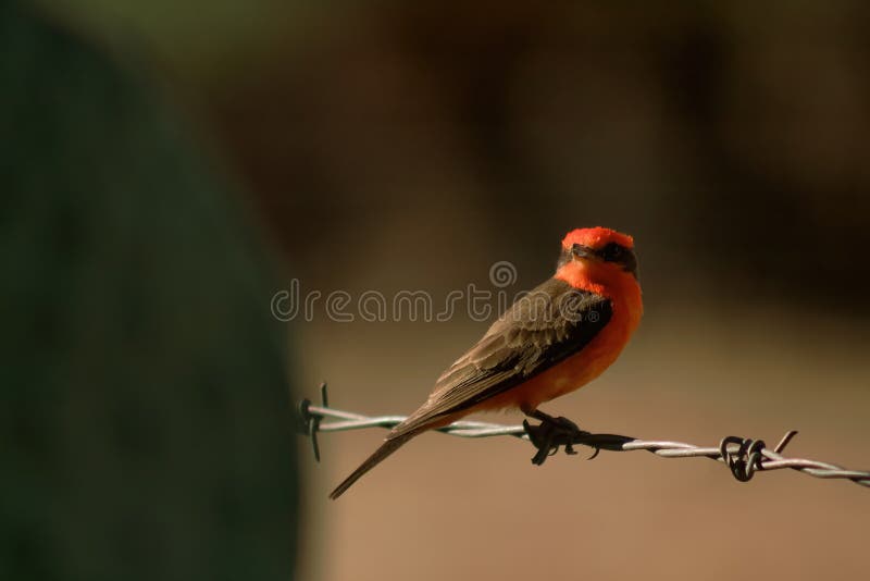 Robin Wing Red Bird from Mexico Stock Image - Image of leaf, wild ...