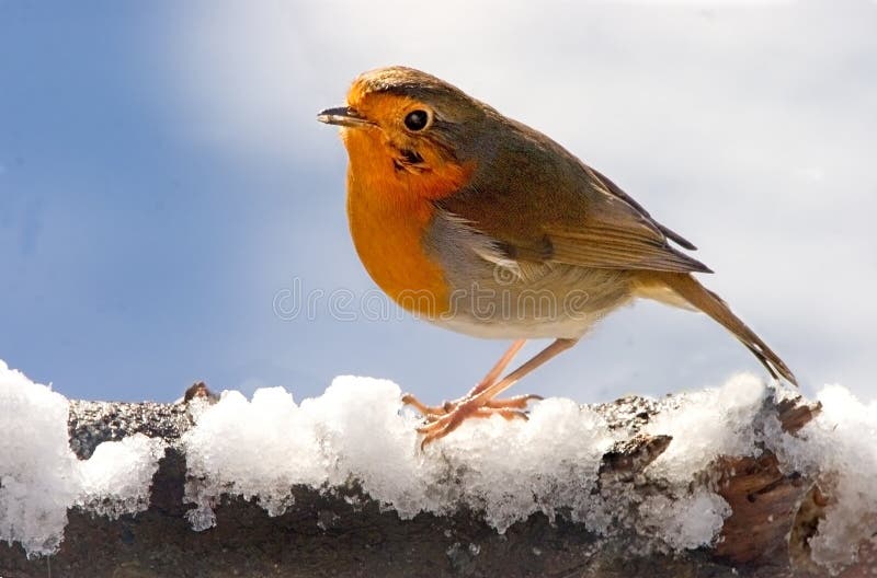 Robin in Winter stock image. Image of bird, winter, robin - 12367429