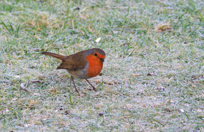 Robin in Winter stock image. Image of frozen, robin, ground - 299579