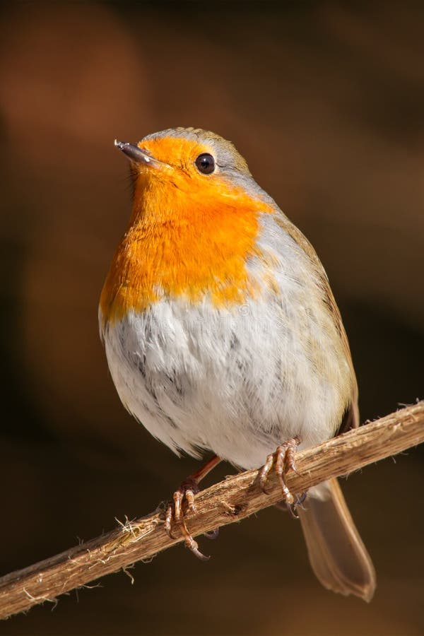 Red Robin in winter season stock photo. Image of beautiful - 138419152