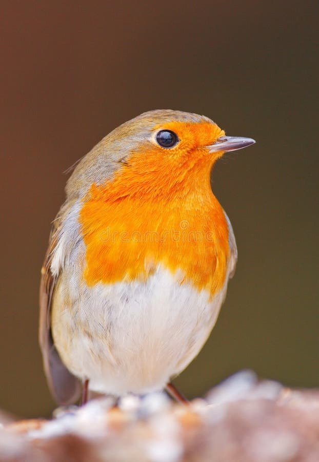 Christmas Winter Robin on Icy Snowy Ground Stock Photo - Image of ...