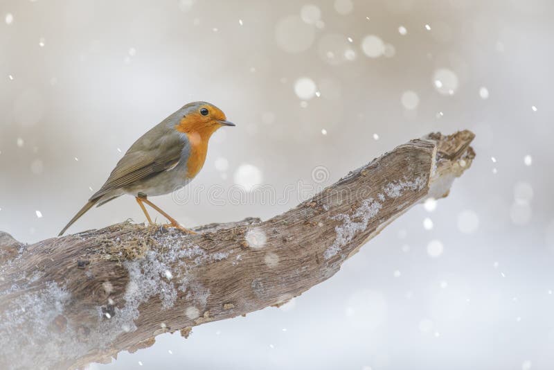 Robin in winter stock photo. Image of design, cute, natural - 84812592