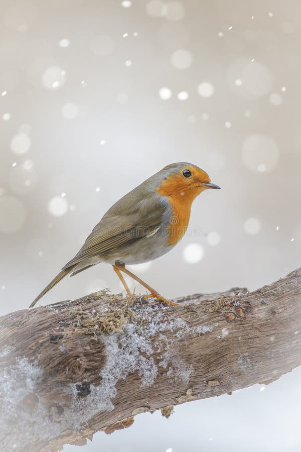 Robin in winter stock image. Image of invitation, europe - 84816101