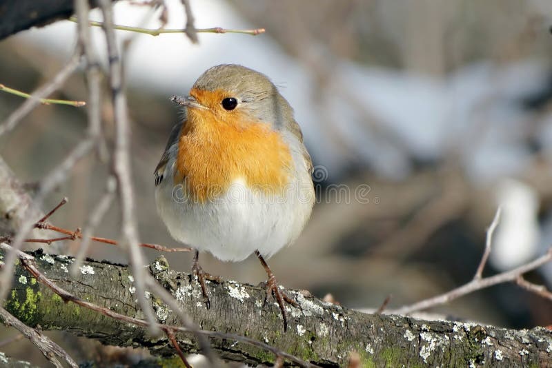 Robin in winter stock photo. Image of erithacus, rubecula - 268505268