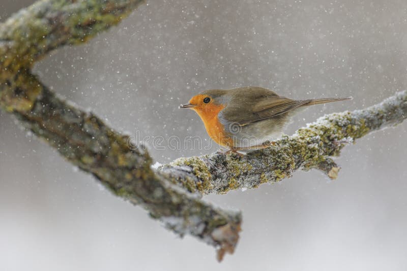 Robin in winter forest stock photo. Image of natural - 84964946