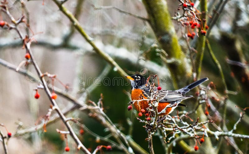 The Robin in Winter in North American Stock Image - Image of tree ...