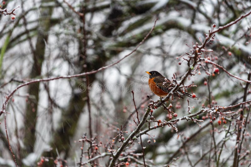 The Robin in Winter in North American Stock Image - Image of fresh ...