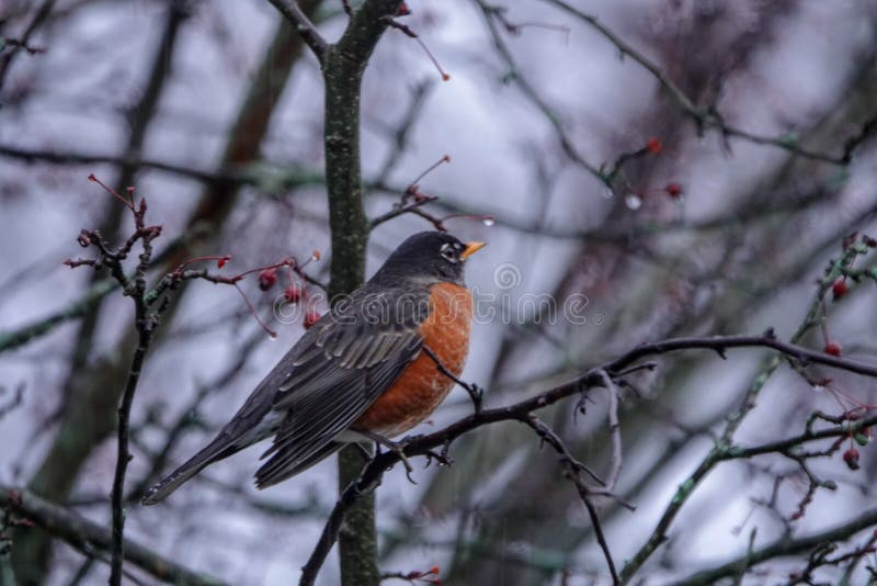 The Robin in Winter in North American Stock Photo - Image of north ...
