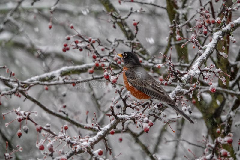 The Robin in Winter in North American Stock Image - Image of town ...