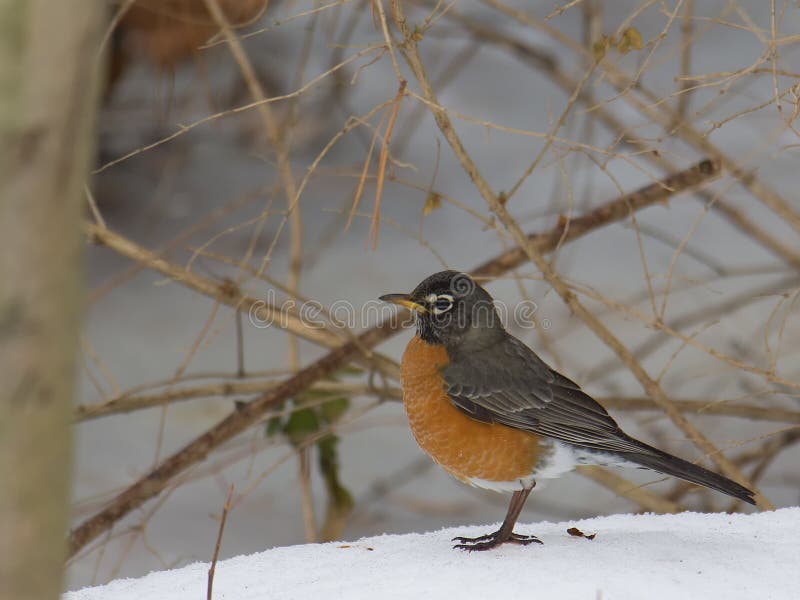 Robin in winter scene stock photo. Image of orange, frozen - 82683026