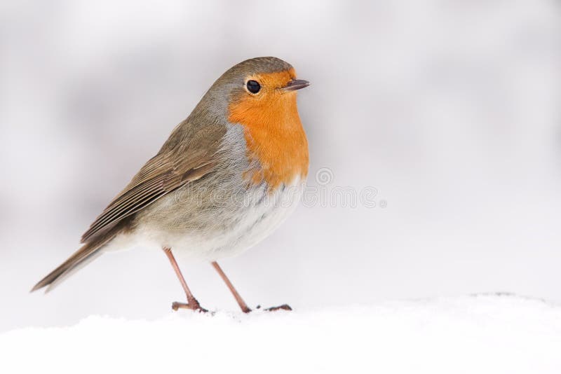 Cute Robin on Snow in Winter Stock Image - Image of perching, erithacus ...