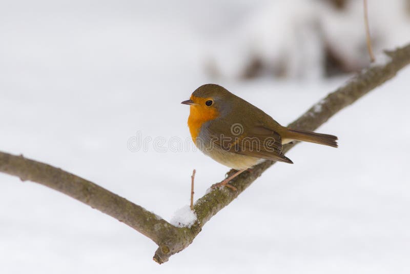 Robin in winter stock photo. Image of woods, nature, cold - 88833746
