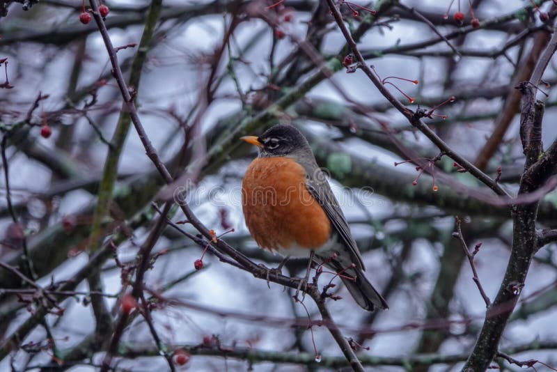 The Robin in Winter in North American Stock Image - Image of county ...
