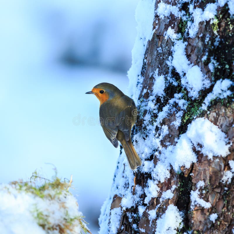 Robin stock photo. Image of erithacus, birds, winter - 68322746