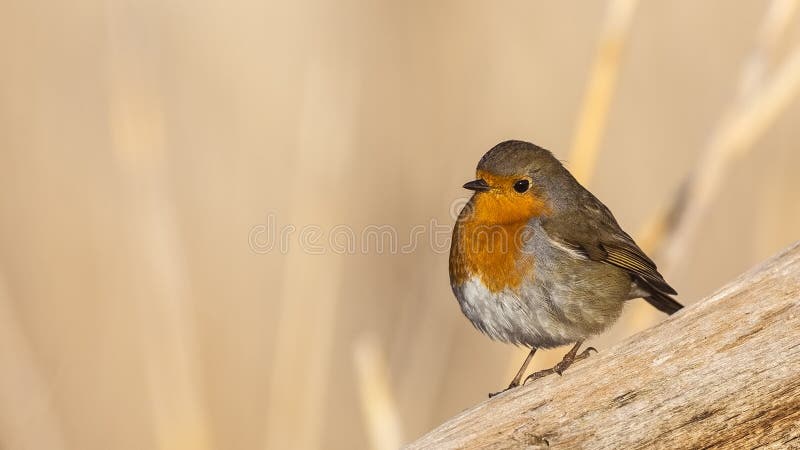Robin on Wooden Log stock photo. Image of plumage, bird - 82718550