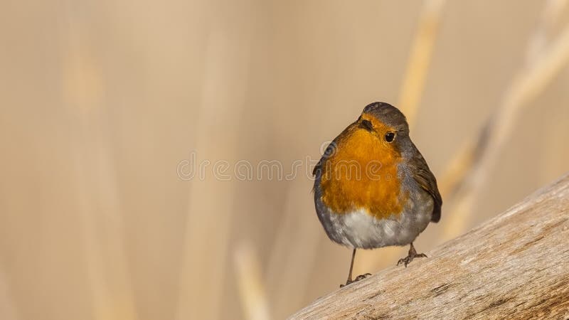 Robin on Wooden Log stock photo. Image of wood, nature - 82720426