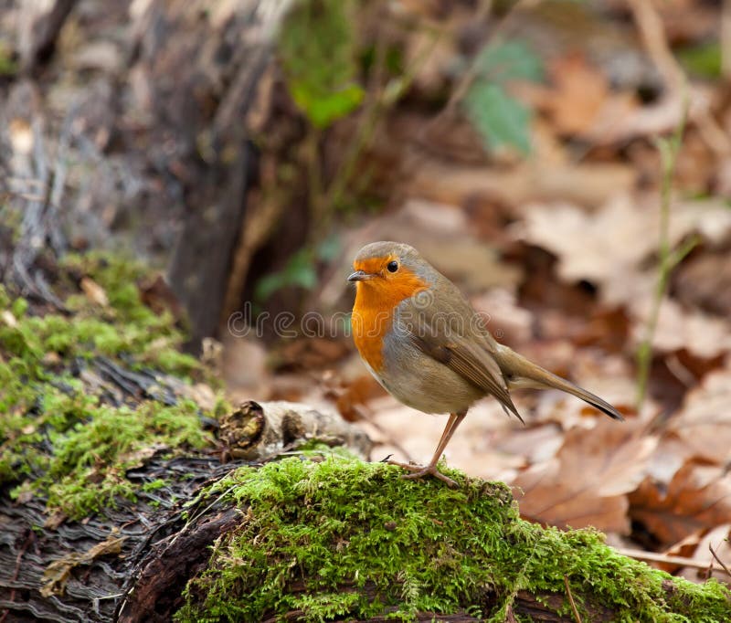 Robin in Woodland stock image. Image of resident, robin - 36764219