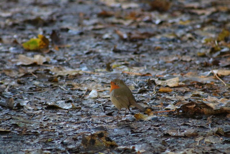 Amouncst Stock Photos - Free & Royalty-Free Stock Photos from Dreamstime