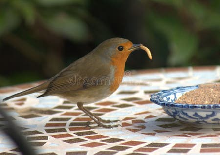 Robin and worm stock photo. Image of nature, redbreast - 12788924