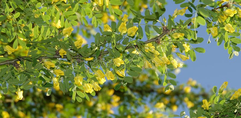 Robinia Flowers False Acacia Stock Image - Image of garden, plantings ...