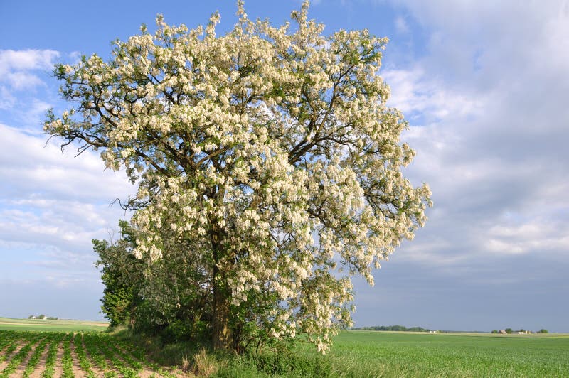 Robinia Pseudoacacia. Blooming Flowers of White Acacia Tree in a Park ...