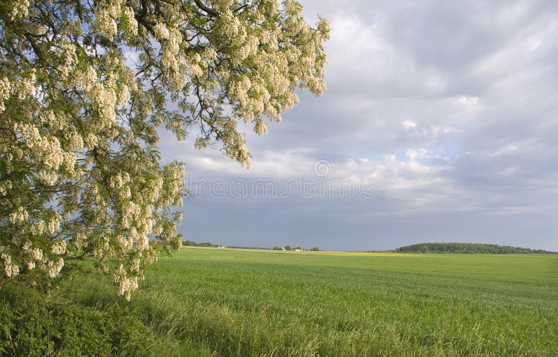 Robinia pseudoacacia stock photo. Image of flower, blue - 25137898