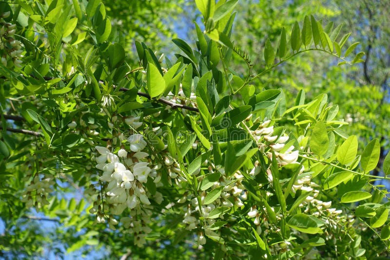 Robinia Pseudoacacia in Bloom in Spring Stock Image - Image of greenery ...