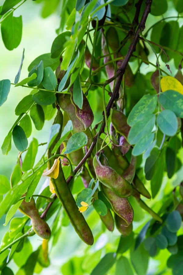 Robinia Pseudoacacia, Commonly Known As Black Locust with Seeds Stock ...