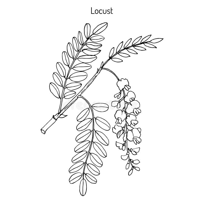 Robinia Pseudoacacia Umbraculifera (vier Jahreszeiten) Stock Abbildung ...