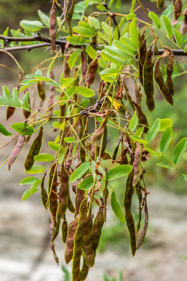 Robinia Pseudoacacia Ripe Seed Fruit on Twig Closeup Selective Focus ...
