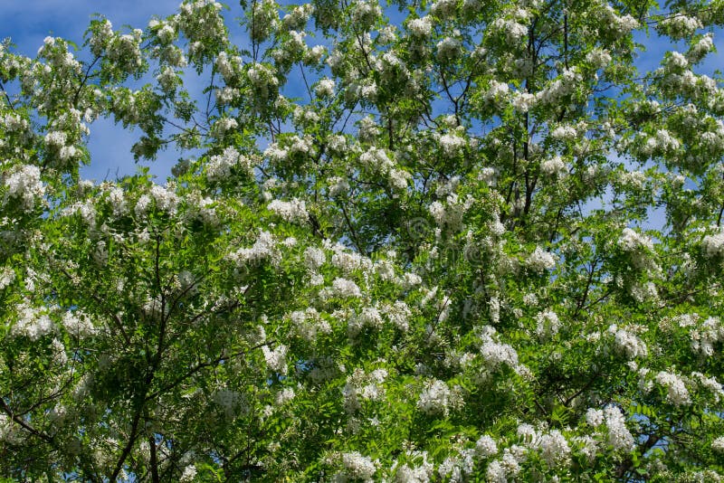 Robinia Tree Bark Tecture Bakground Stock Image - Image of detail ...
