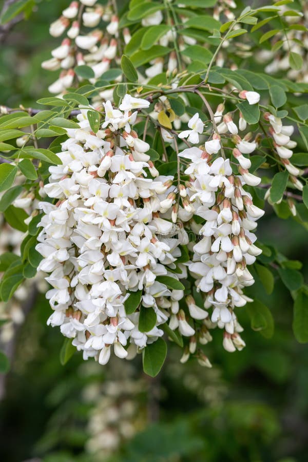 Robinia Tree Flowers in Springtime (Robinia Pseudoacacia Stock Photo ...