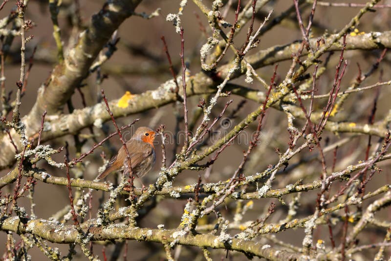 Robins in spring stock photo. Image of migratory, erithacus - 112648502