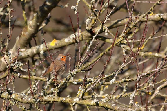Robins in spring stock photo. Image of migratory, erithacus - 112648502