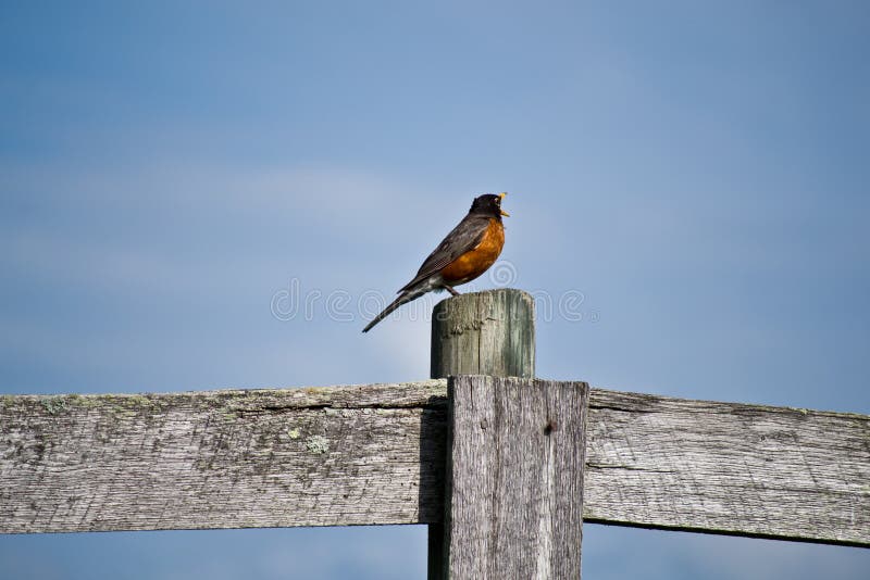 Wind Up Robins with Colorful Hats Stock Image - Image of seasonal ...