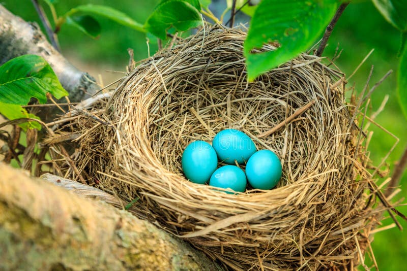 American Robin Eggs Stock Photos - Free & Royalty-Free Stock Photos ...