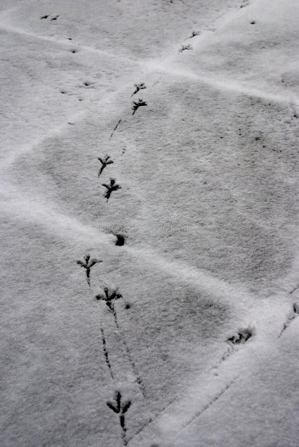 Geese Tracks on Snow stock photo. Image of wildlife, snow - 38406152