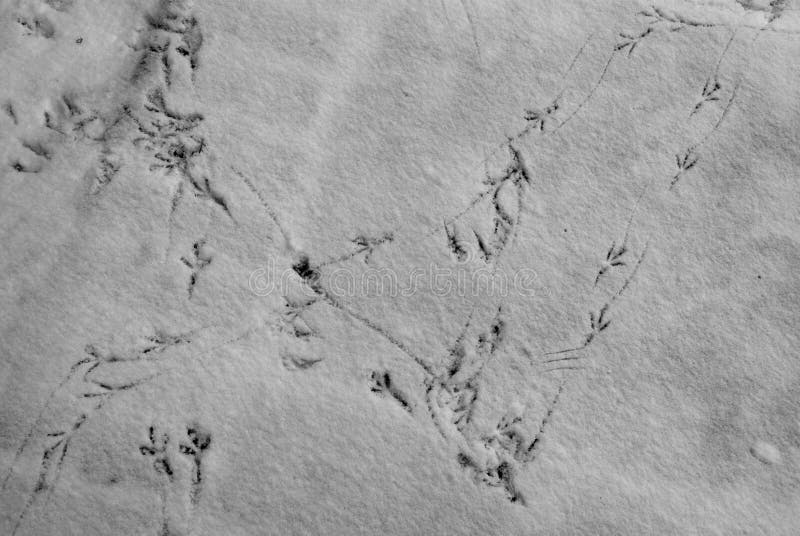 Robins footprints stock photo. Image of trails, tracks - 8113132