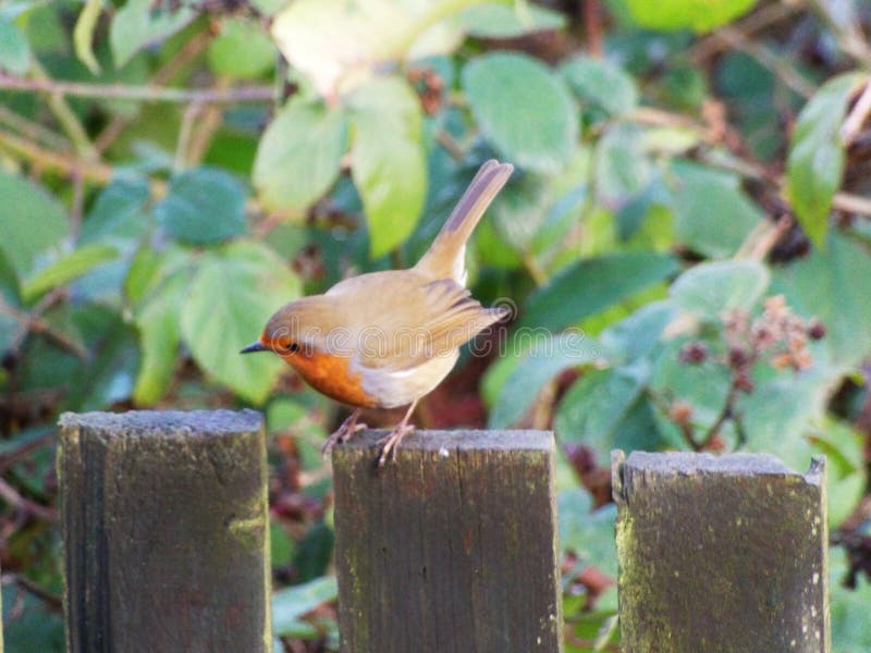 Robins pose stock image. Image of wildlife, pose, animals - 44251157