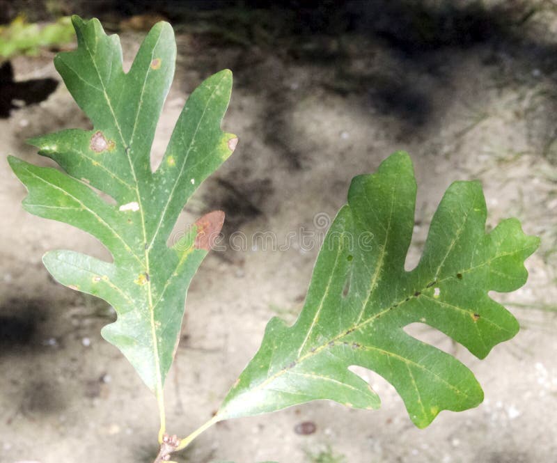 Hoja Del Roble Blanco (quercus Alba) Imagen de archivo - Imagen de ...