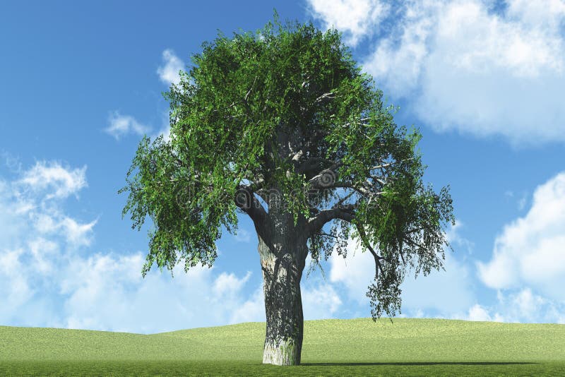 Roble blanco solo imagen de archivo. Imagen de campo - 22818189
