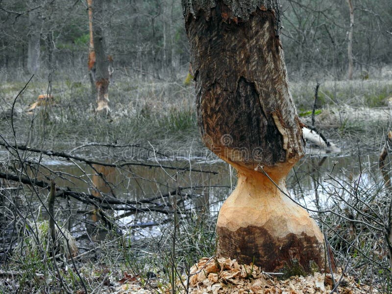 Roble Con Restos De Dientes De Castor Foto de archivo - Imagen de ...