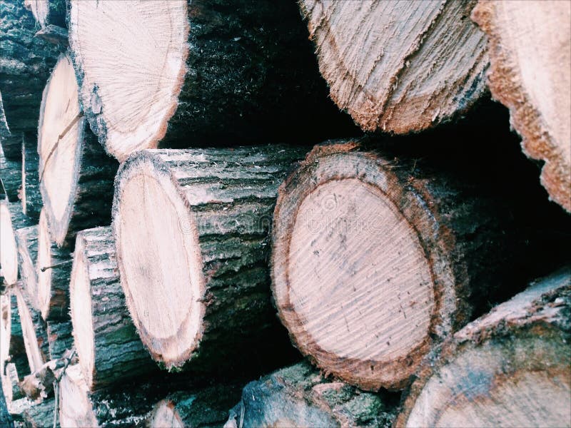 Roble cortado en bosque foto de archivo. Imagen de bosque - 107233472